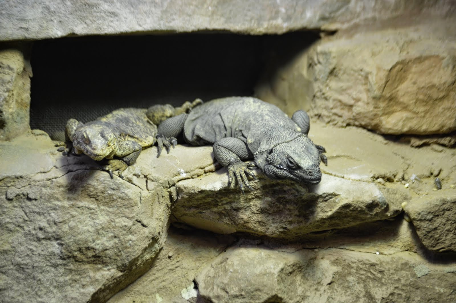 Zoo Volunteer: Lizards 3: Chuckwalla