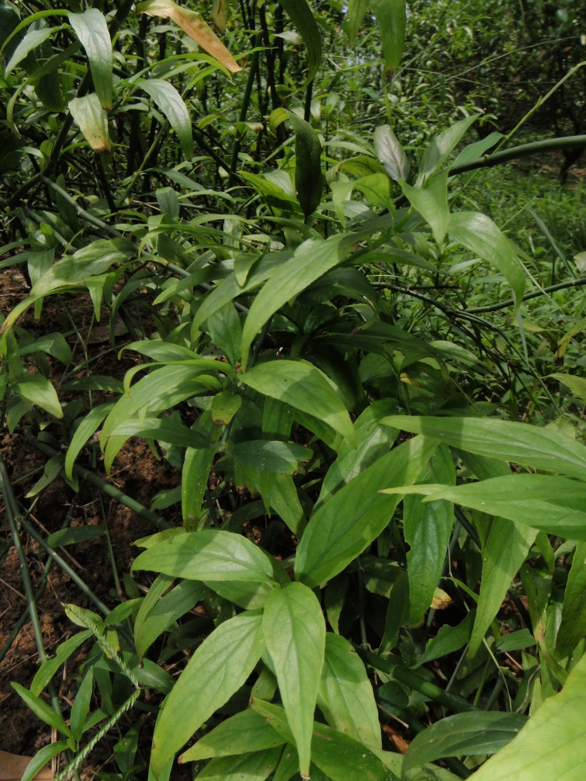 SRI AMAR SABAH SNAKE GRASS: SINUSITIS