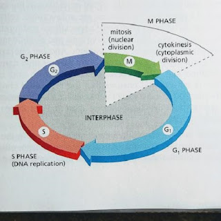 Siklus Proses Pembelahan Sel (Cell Cycle) | Lantana Magenta Hermosa