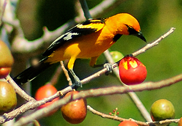 Bellas Aves de El Salvador: Icterus pustulatus (chiltota de espalda ...