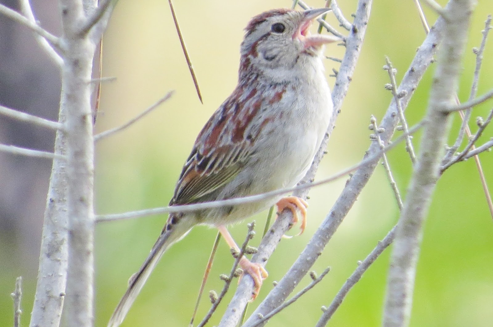 Florida Suncoast Birding: Birds and Wildlife Special to Southwest Florida