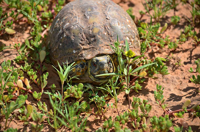 The 7MSN Ranch: Riding with Turtles