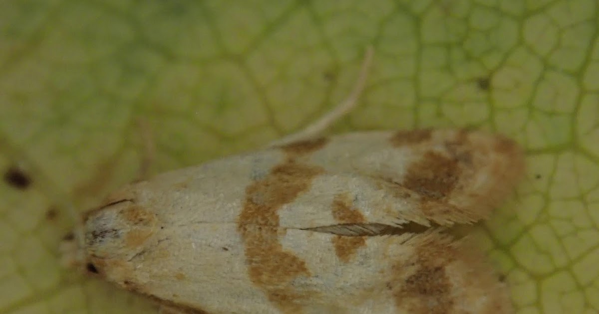 LEPIDOPTERA by Ed 1: Cochylimorpha straminea