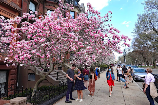 Joe's Retirement Blog: Magnolia Blossoms, Part 1 of 2 - Commonwealth ...