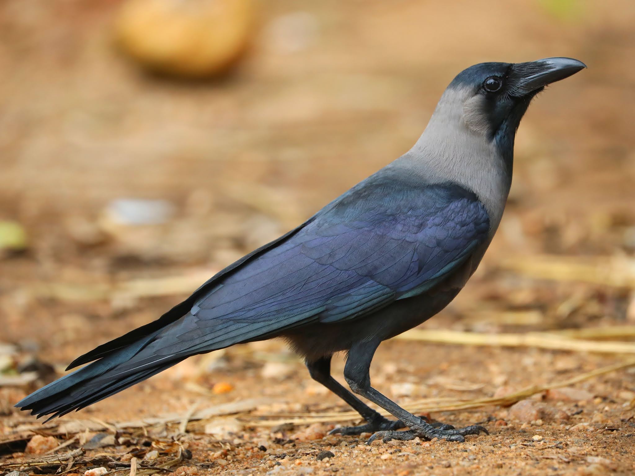 70. House Crow (ಬೂದು ಕಾಗೆ - Boodu Kaage)