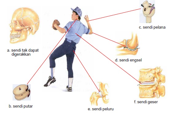 RANGKUMAN SISTEM GERAK - MAHKOTA SAINS