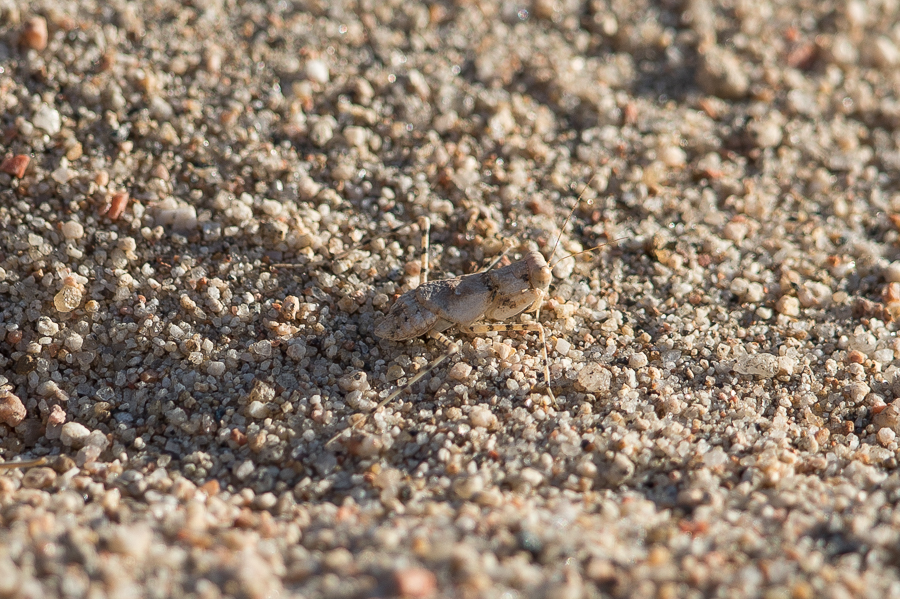 Birds of Saudi Arabia: Desert Mantis – Abha area