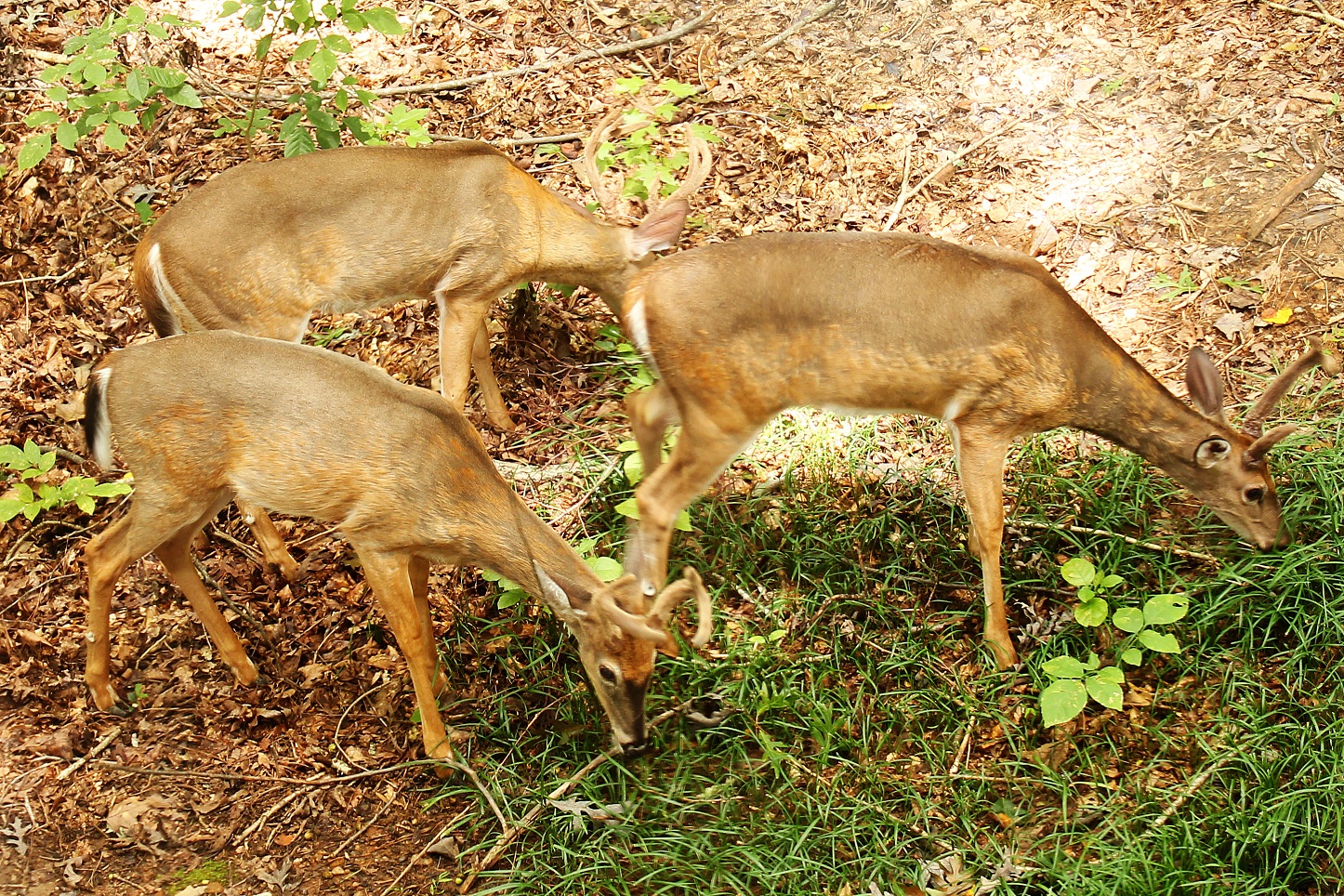 *The Handcrafted Life*: {Nature Photos} 3 Bucks!