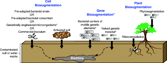 Bioaugmentation in waste water treatment