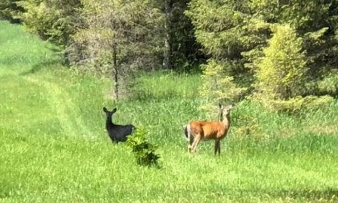 Steve Griffith, a Wildlife Biologist with the Michigan Department of ...