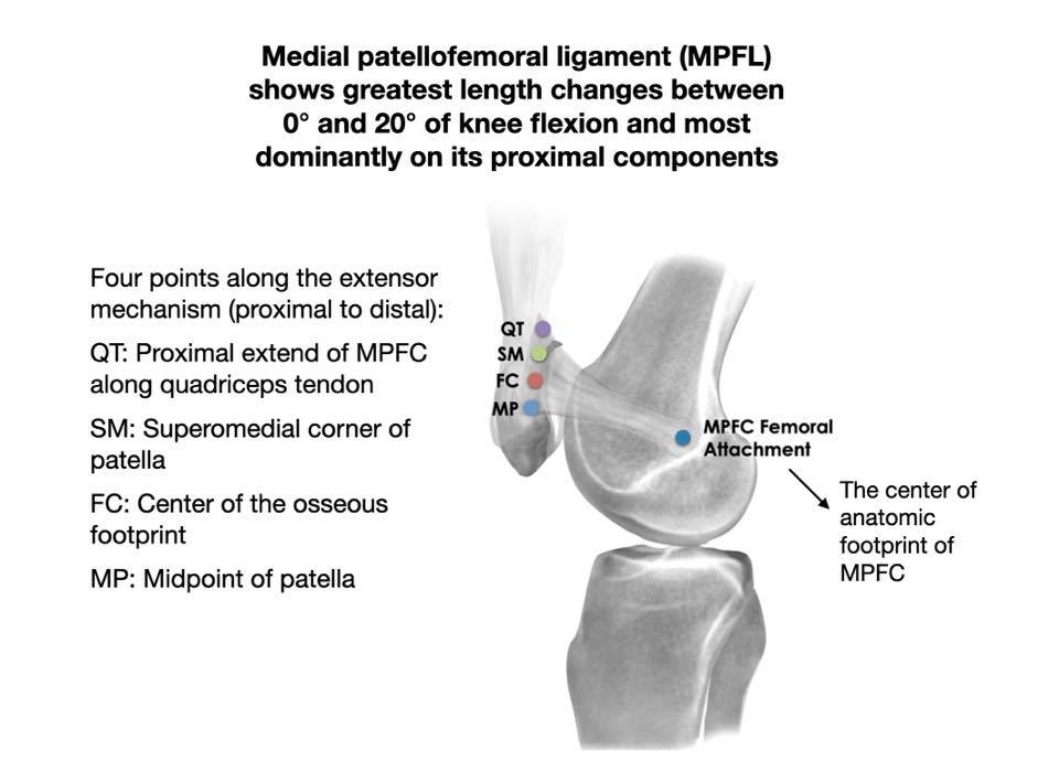 Revisiones_bibliográficas TyO_Web: La inserción del cuádriceps del ...