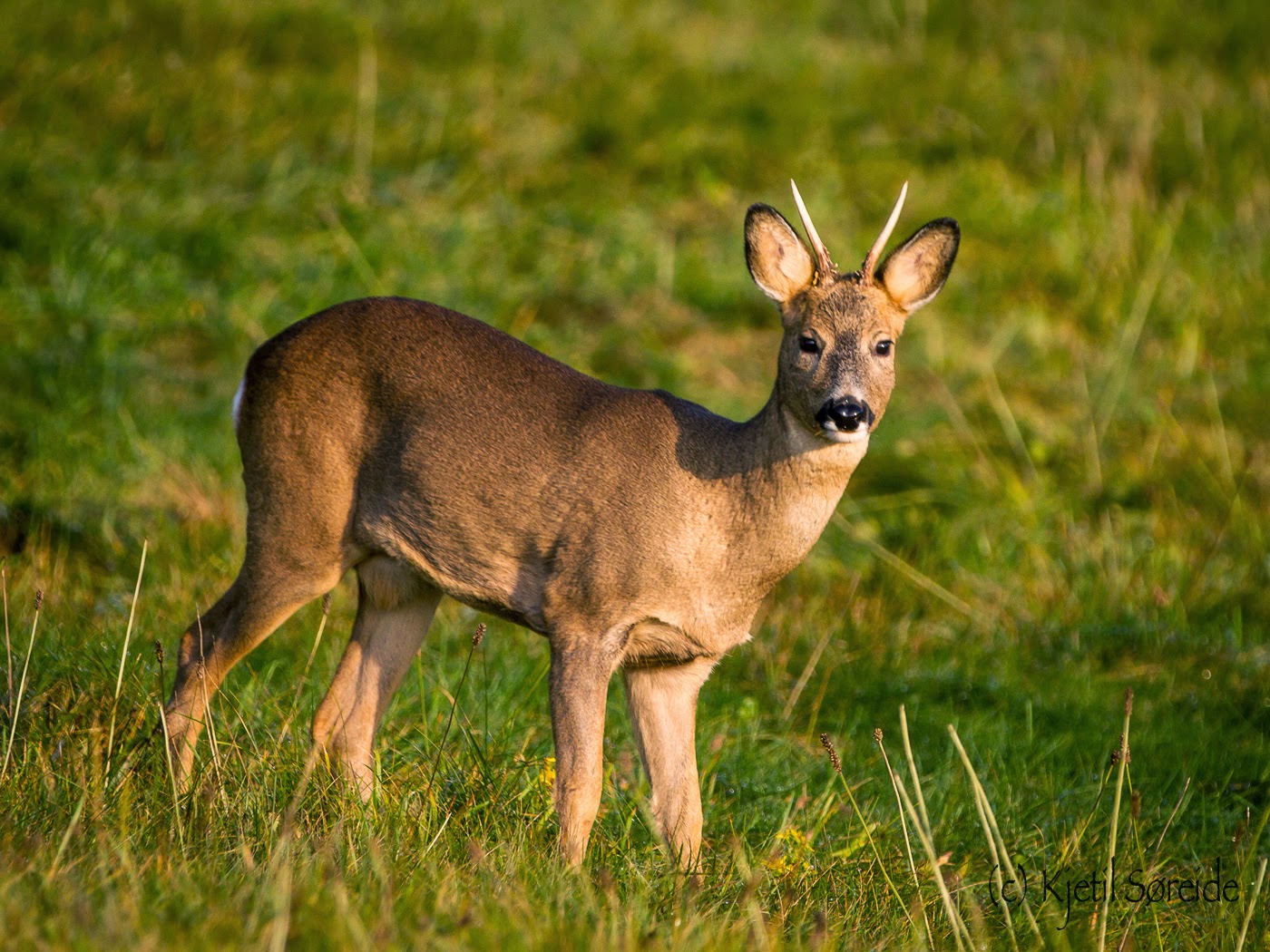 Kjetil Søreides fotoblogg: Rådyr i beite