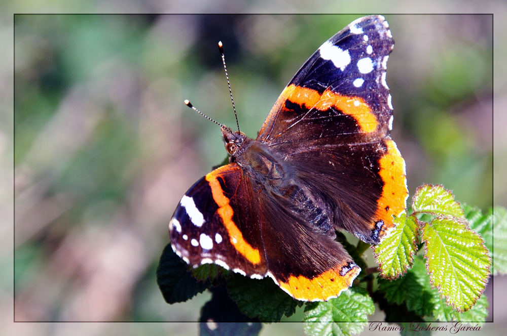 Una finestra al Delta: Papallones del Delta: Vanessa atalanta