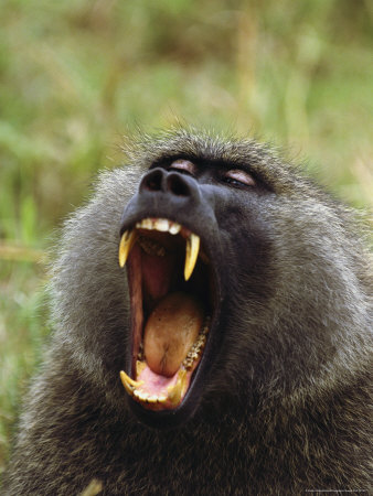 Anthropology 101: Comparative Primate Blog Post: Dentition Patterns