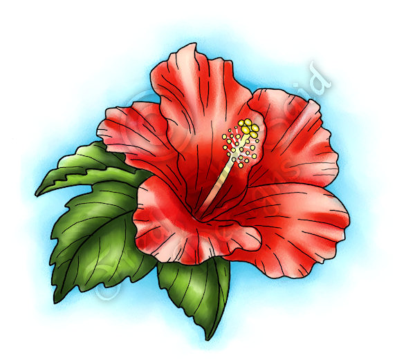 Fred, She Said Designs .... The Store: Hibiscus