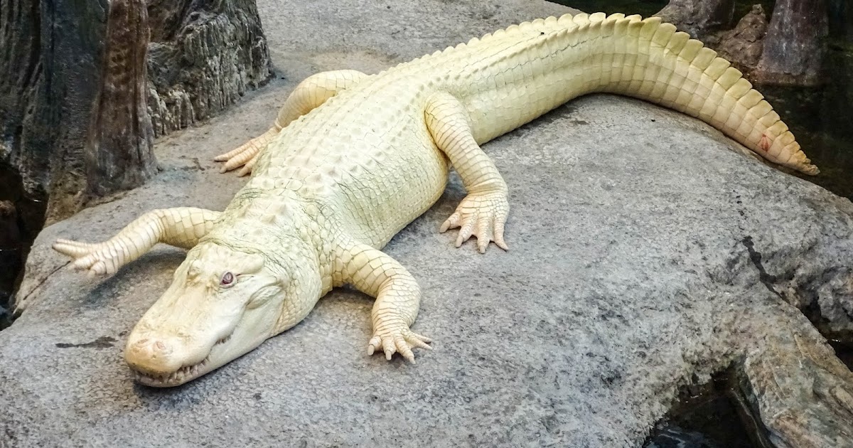 Walking Arizona: Rare Albino Alligator