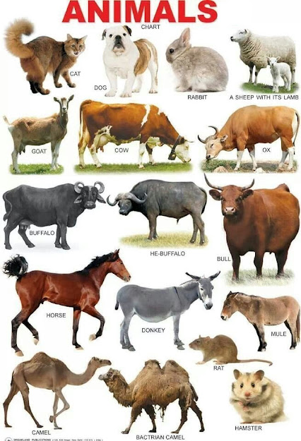 Terrestrial Animals | Land Animals and Terrestrial animals chart
