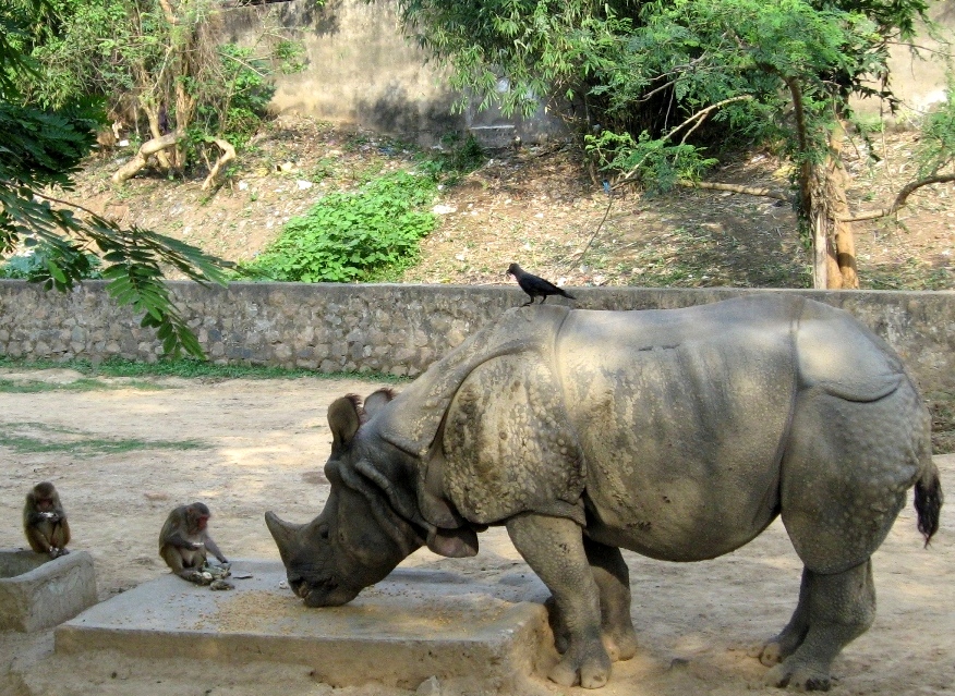 Cherishing India.....: Fauna at Assam state zoo......