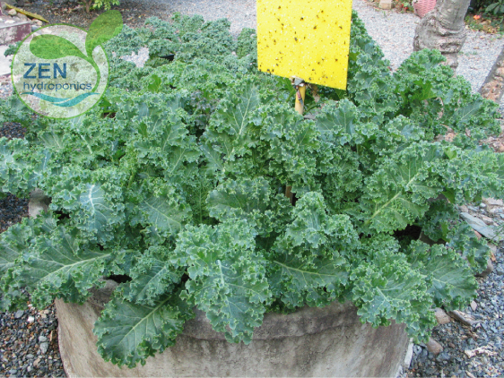ZEN HYDROPONICS: คะน้าใบหยิกสีเขียวเอฟวัน (Green Kale / Kale Rogue F1)