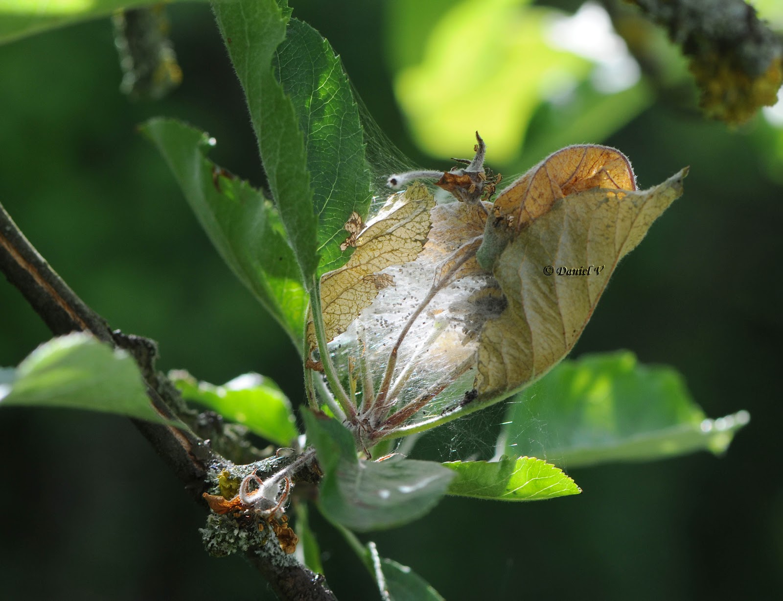 Macrophoto plaisir passion: Yponomeute du pommier, yponomeuta malinella