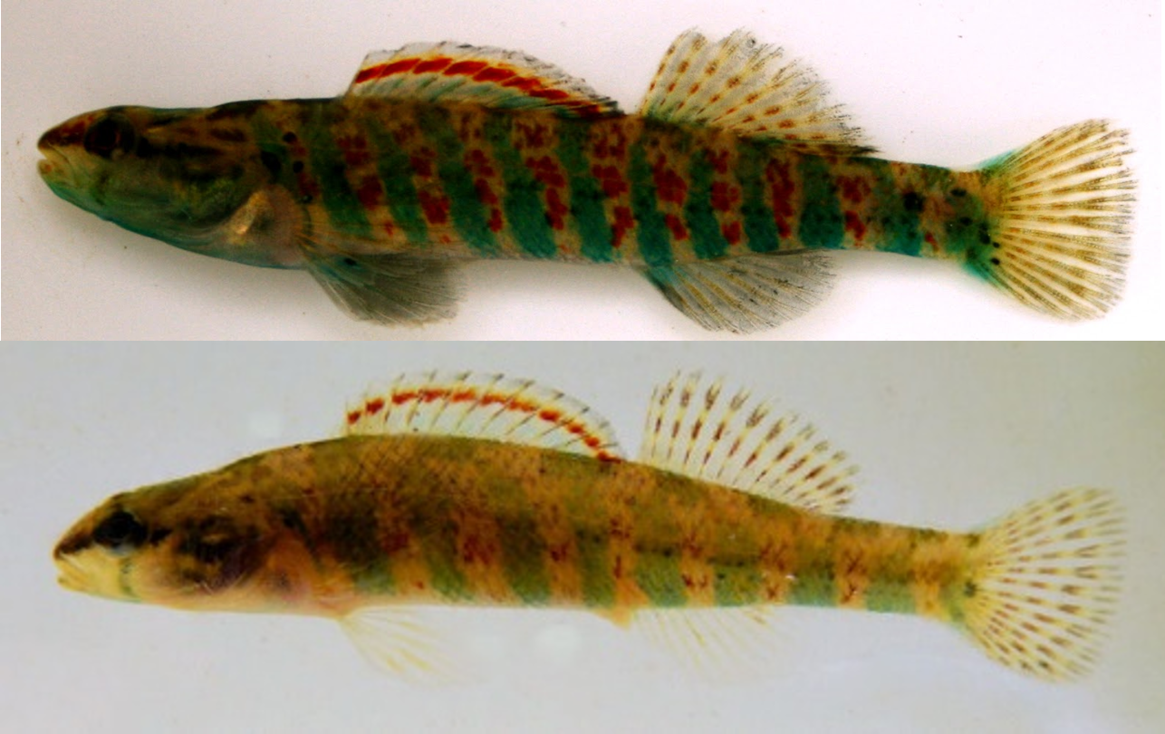 Virginia Tech Ichthyology Class : Have Yourself a Merry Fishmas ...