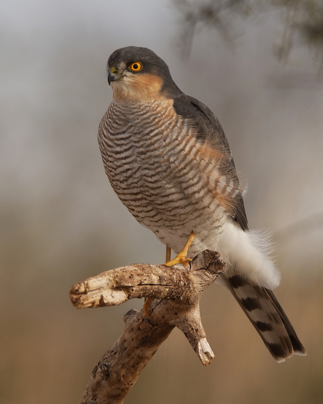 Pasión por las aves: Gavilán común,(Accipiter nisus)