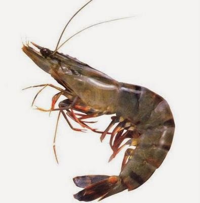 Klasifikasi Udang | Uchaal