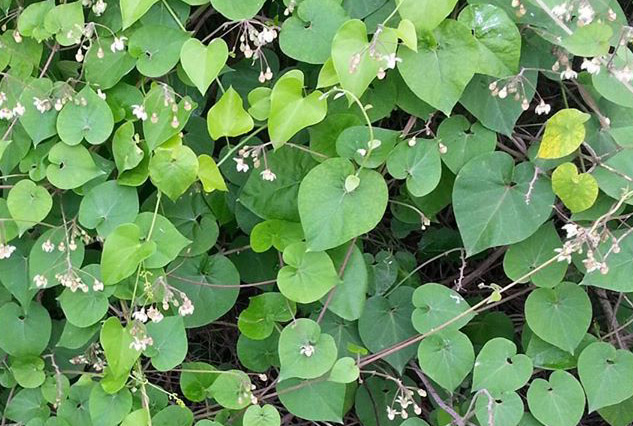 Herbalkart | The Online Herbal Store: Uttaran - Uthamani (a) Veliparuthi