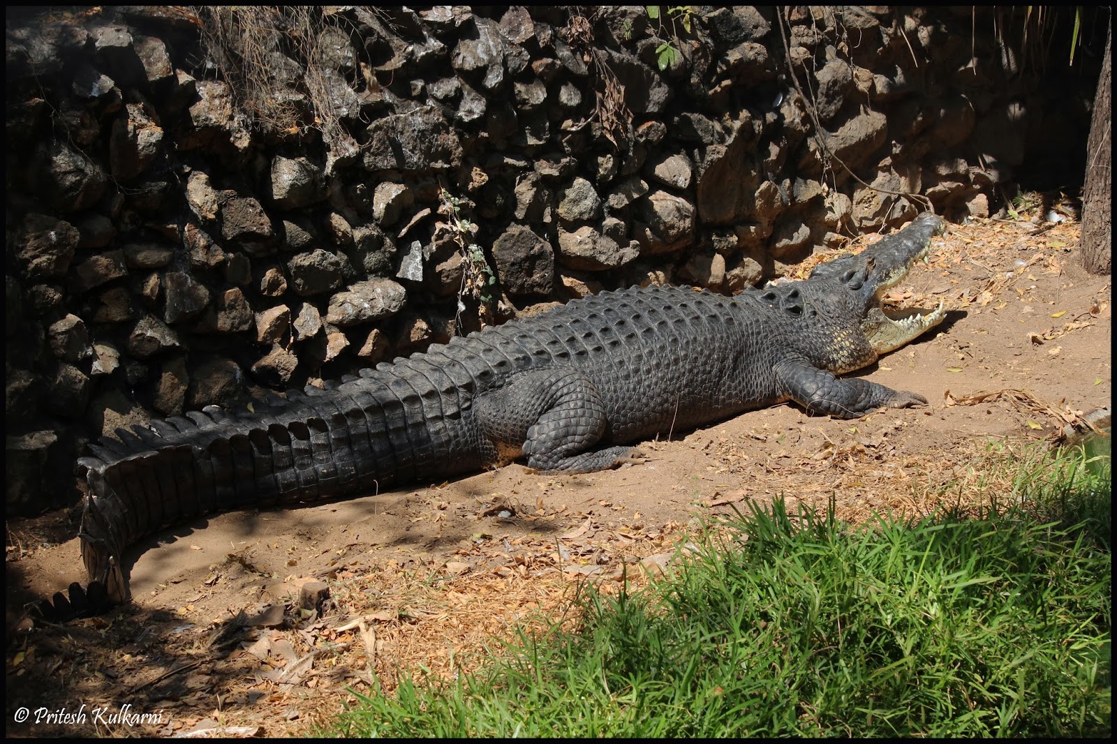 Travel blogs: World of Crocodile - Madras Crocodile Bank Trust
