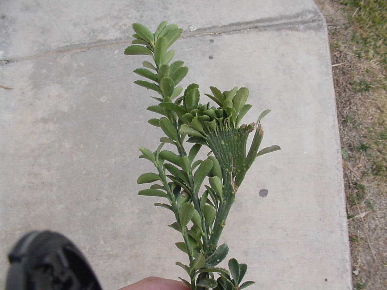Xtremehorticulture of the Desert: Fasciation on Plants Can Be Fascinating