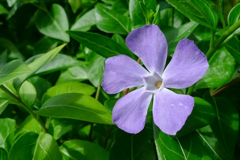 FLORES DA ARRÁBIDA: (Vinca difformis subsp. Difformis) - Pervinca, Erva ...