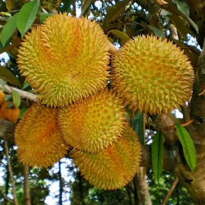 Koleksi Bibit Tanaman Durian