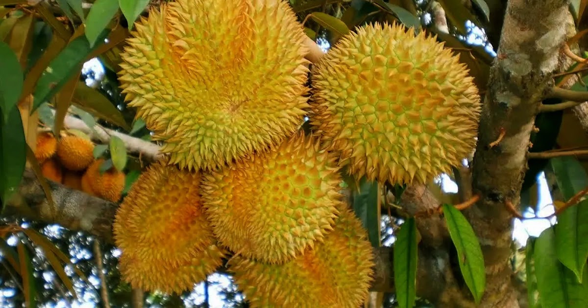 Bibit Durian Monthong Paling Popular Unggul Hasil Okulasi Cepat Berbuah ...