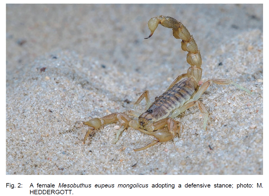 The Scorpion Files Newsblog: Geographic distribution of the genus ...