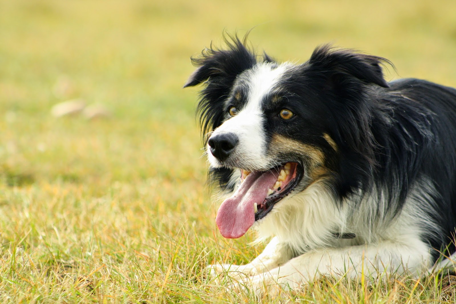 manymuddypaws: Dogs and Sheep