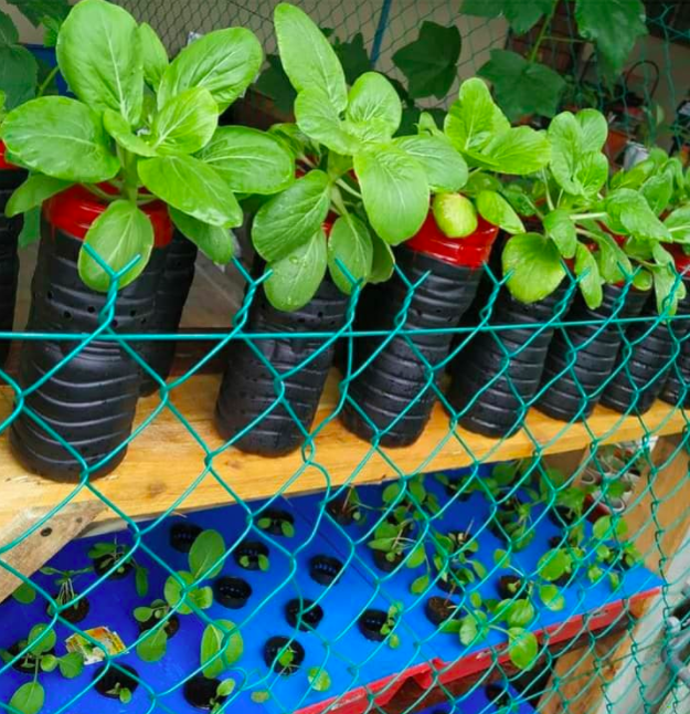 Cara Mudah Tanam Sayur Guna Botol Mineral.