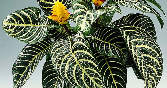 Aphelandra squarrosa «afelandra» - Id Plantae