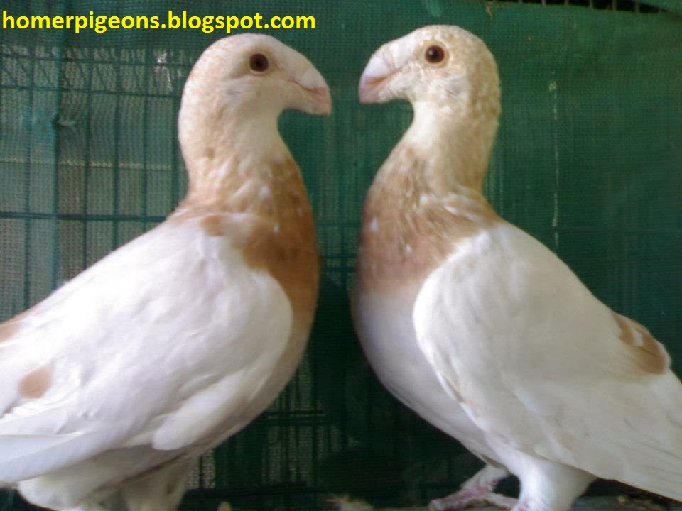 Red Bar German Beauty ~ Homer Racing Pigeons