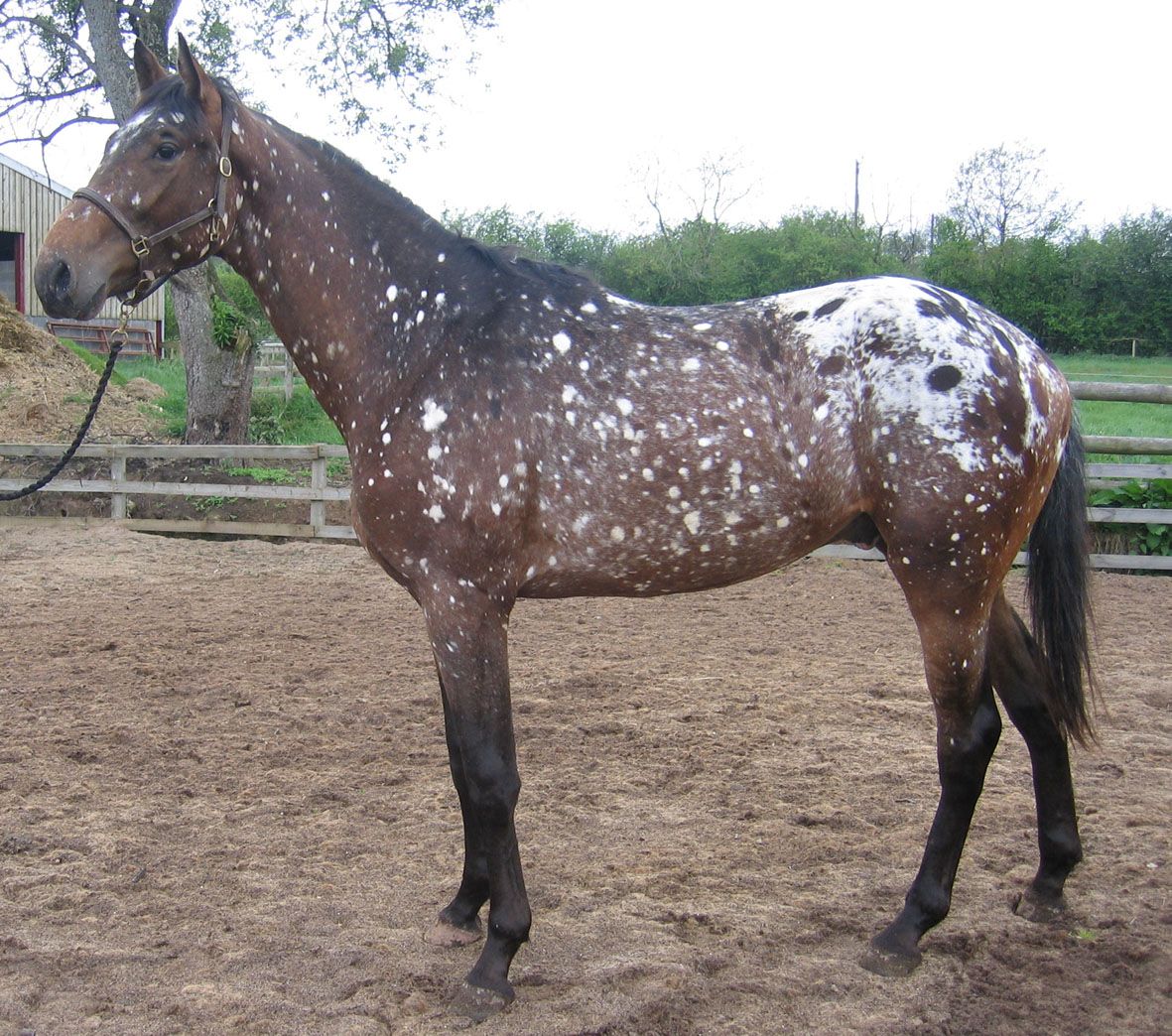 Frost Appaloosa