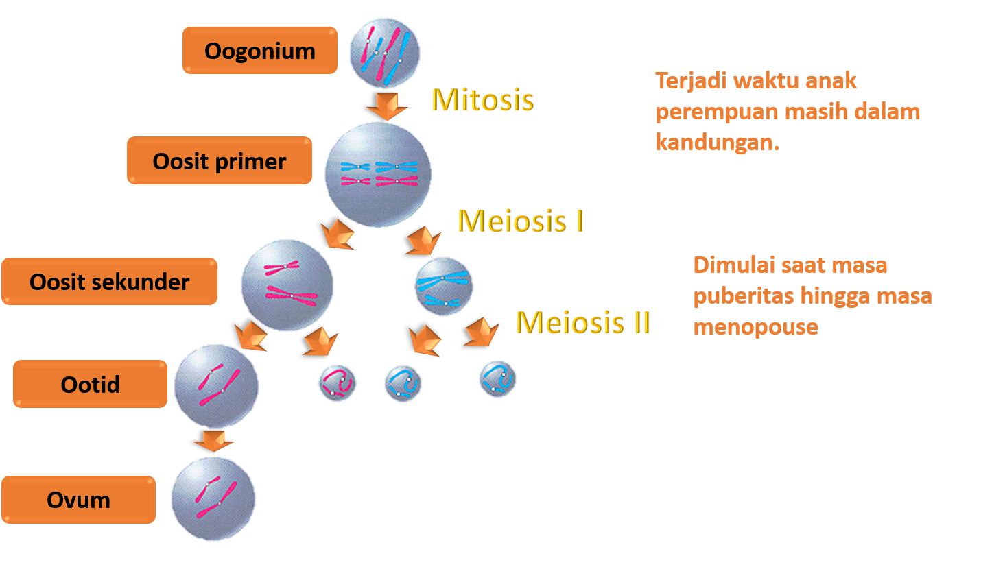 Belajar_Bersama: SISTEM REPRODUKSI PADA MANUSIA -- Struktur dan Fungsi ...