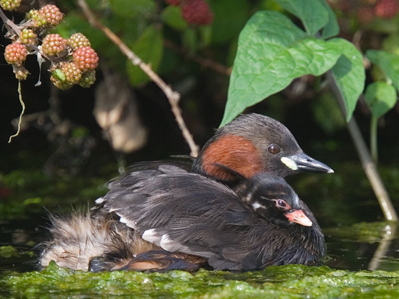Tamilnadu Tourism: Karikili Bird Sanctuary, Kancheepuram