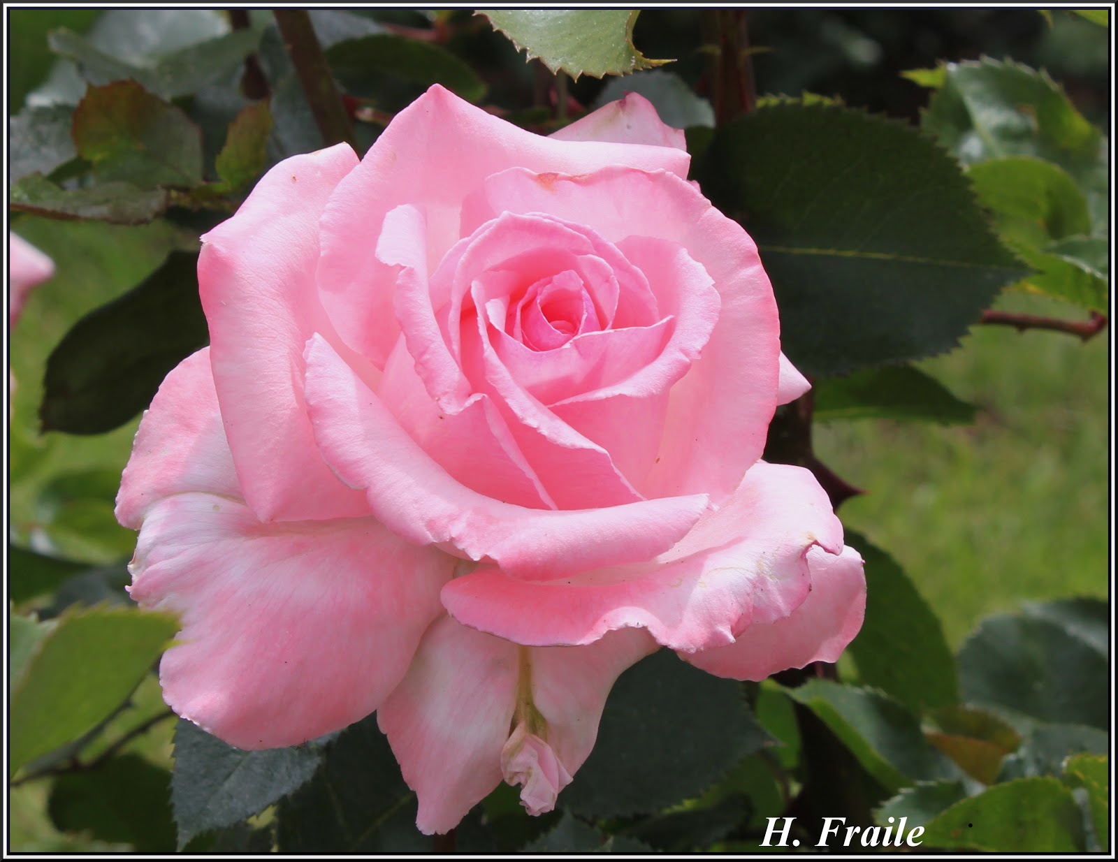 H. Fraile: octubre 2012