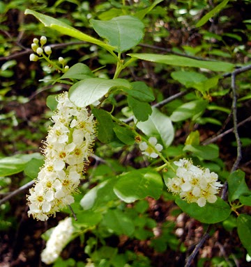 Wild Cherry Bark Tea Benefits ~ Healthy Tea 101