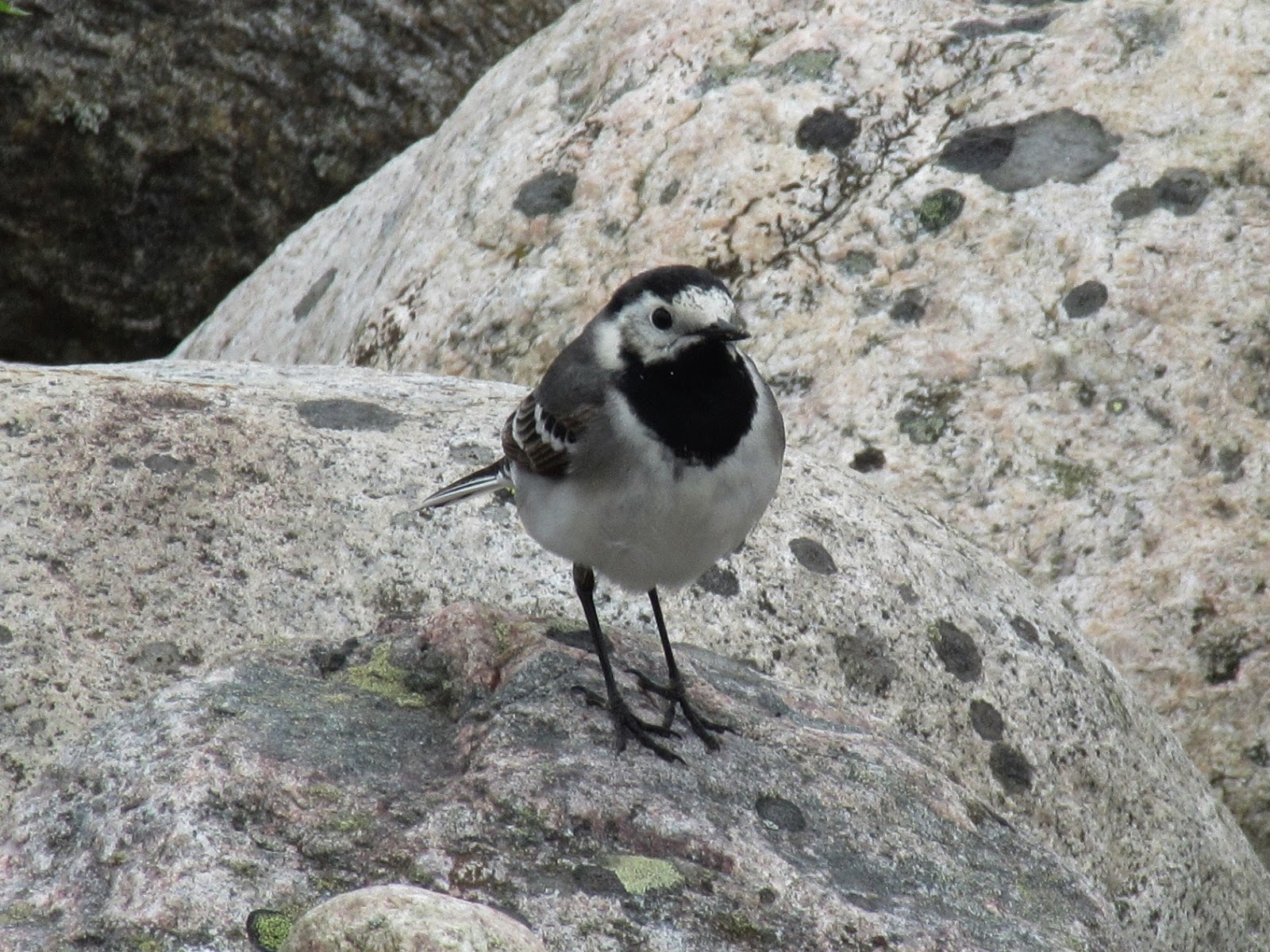 Maanantain lintukuvat