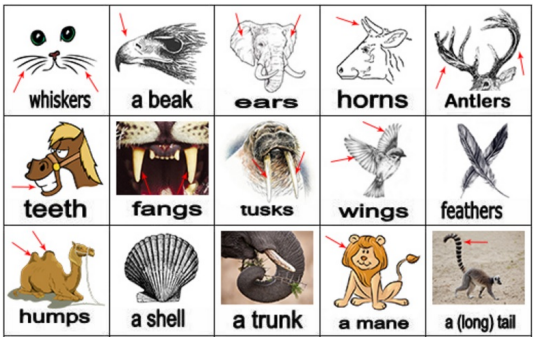 Describing Animals