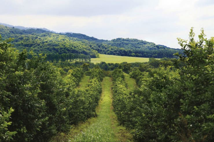 ASOCIACION ECOLOGISTA RIO MOCORETA: SUSTENTABILIDAD: UN PROGRAMA ...