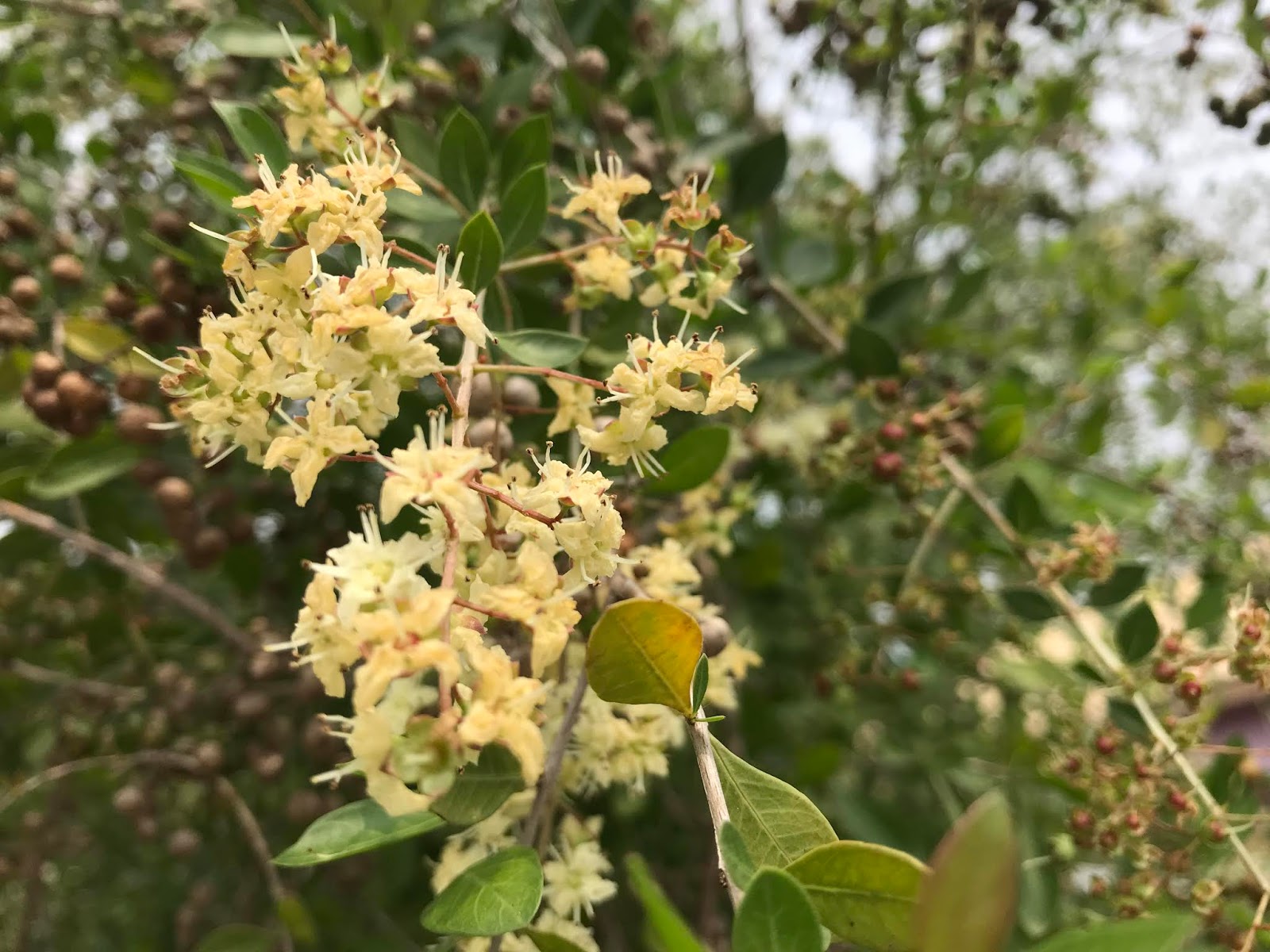 新/马草药自然医学: 指甲花（散沫花） 用途。Lawsonia inermis plant。manfaat daun Inai ）Pacar ...