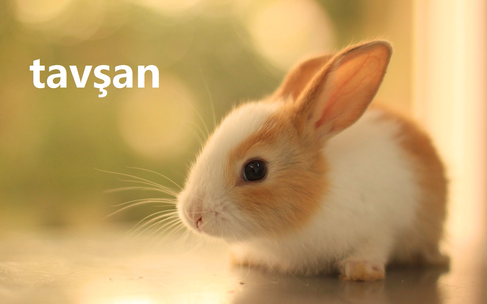 tavşan - BilginCin