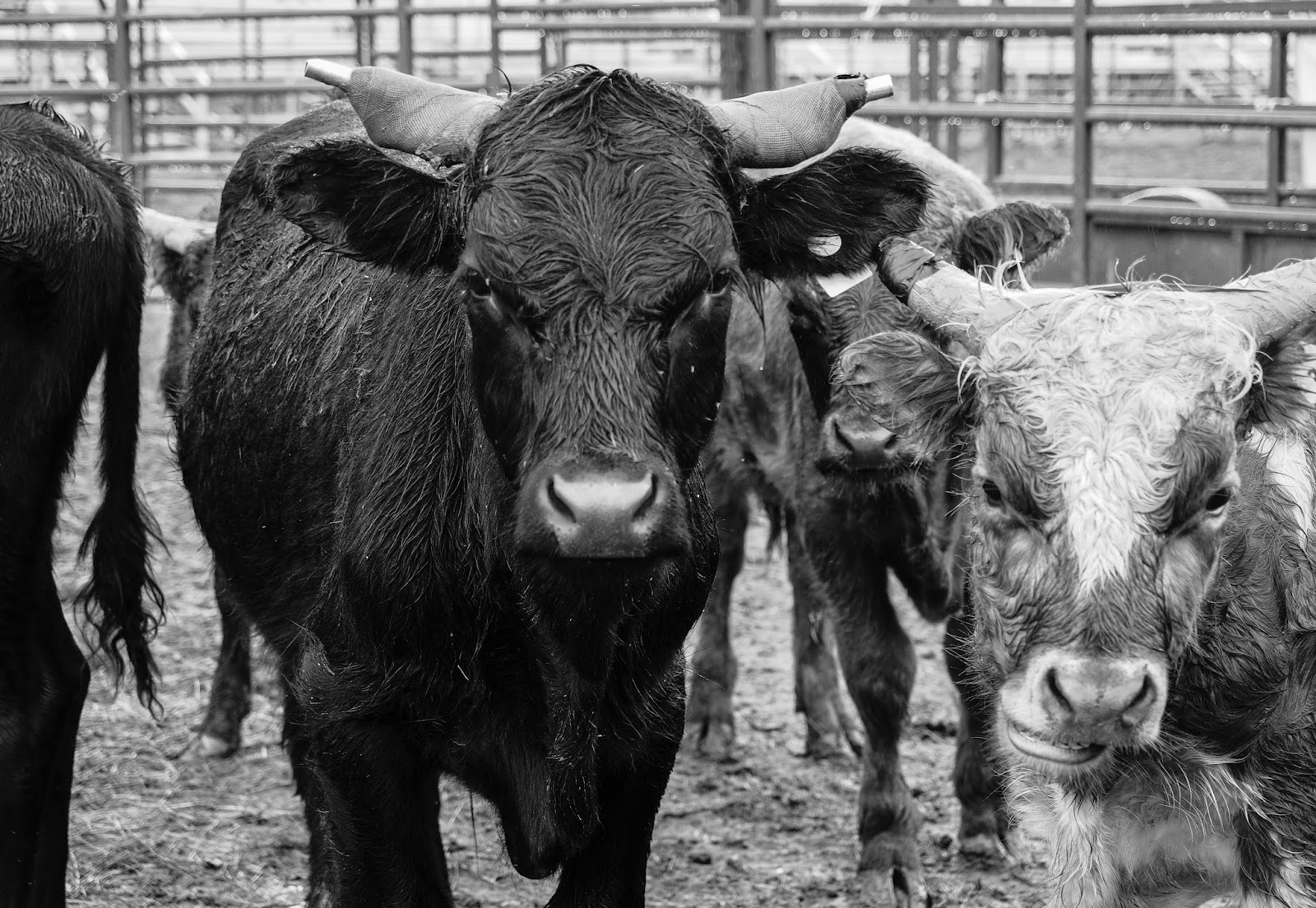 Luminance Noise: Stephen Cysewski: Tanana Valley Fair: Rodeo Cattle
