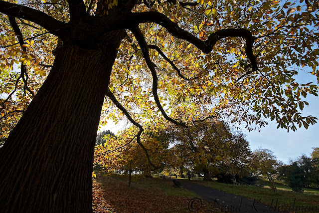 As I See It - David K Hardman Photography: Autumn in Greenwich Park